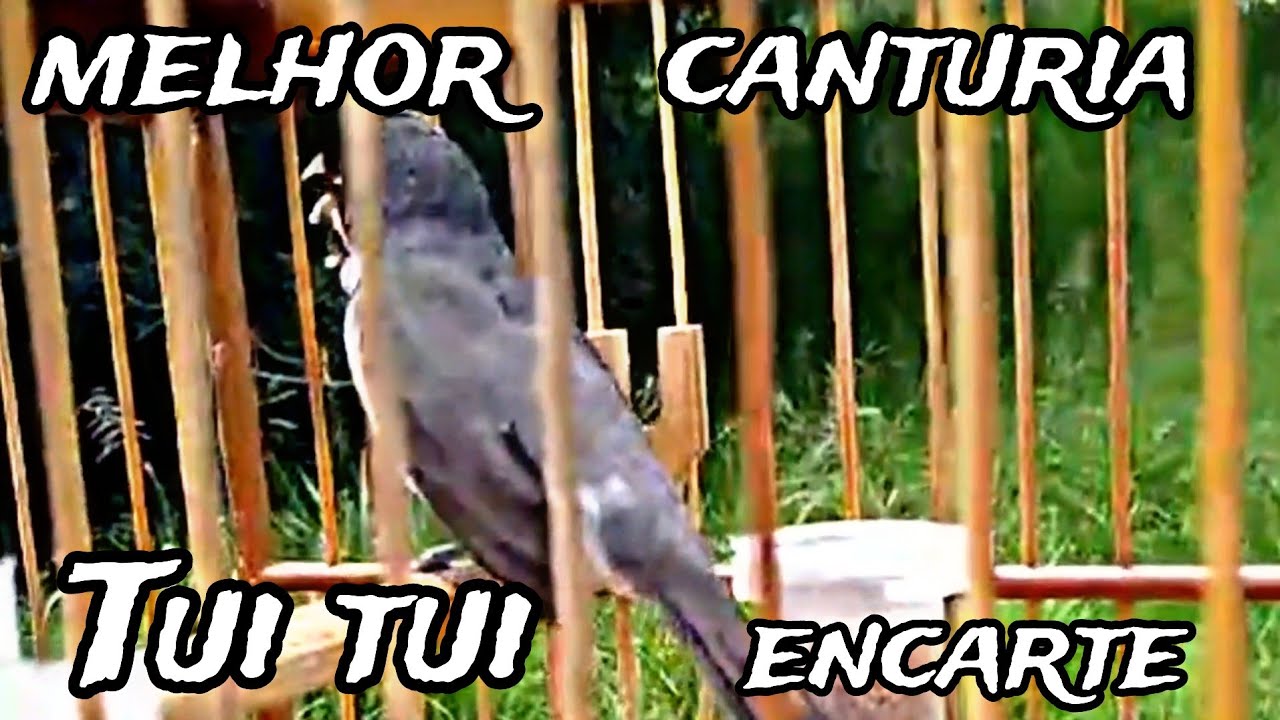 COLEIRO TUI TUI MELHOR CANTURIA PARA ENCARTER SEU FILHOTES - YouTube