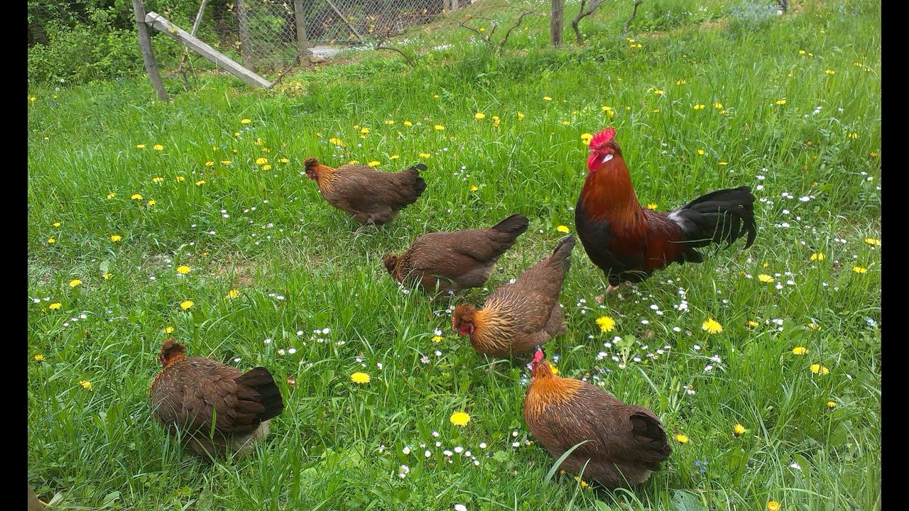 Štajerska kokoš/ Altsteirer Huhn/ Old Styrian hen - YouTube