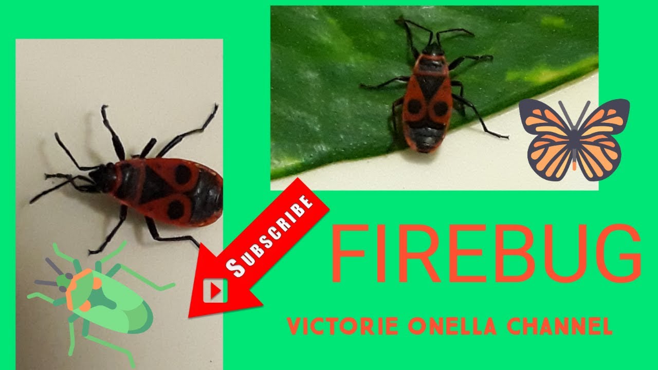 THE FIREBUG OR PYRRHOCORIS APTERUS INSECT - YouTube