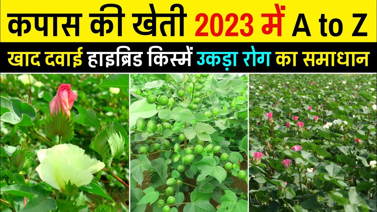 Kapas Ki Kheti Bari नरमा कपास की खेती