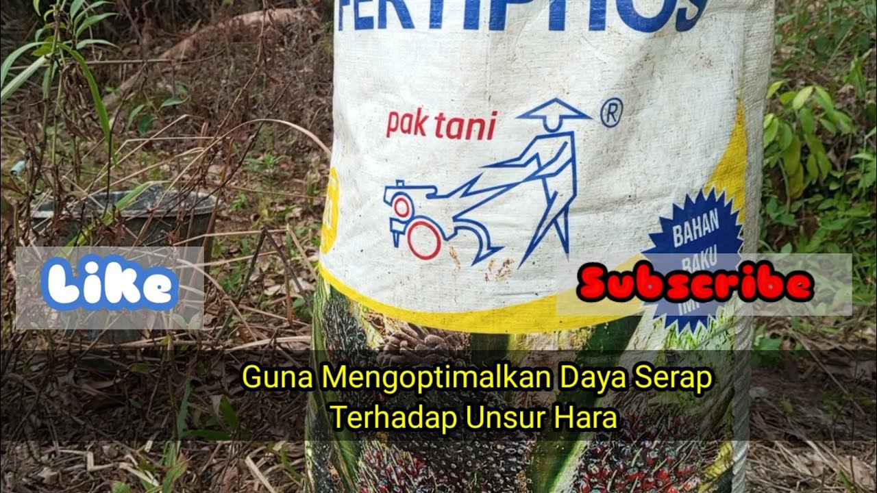 Pupuk Fertipos/Pospat Untuk Kelapa Sawit Menghasilkan - YouTube