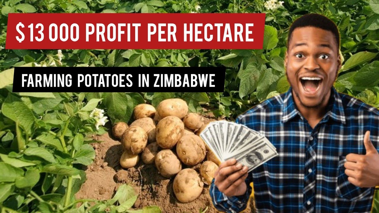 Make Million Farming Potatoes With Low Capital Investment - YouTube
