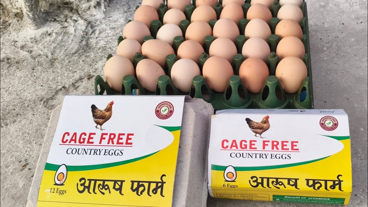 Gavran eggs omelette recipe - YouTube