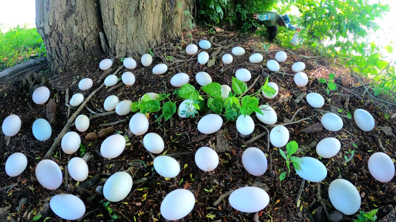 WOW WOW ! Pick lots of duck eggs under the trees near the farm. - YouTube