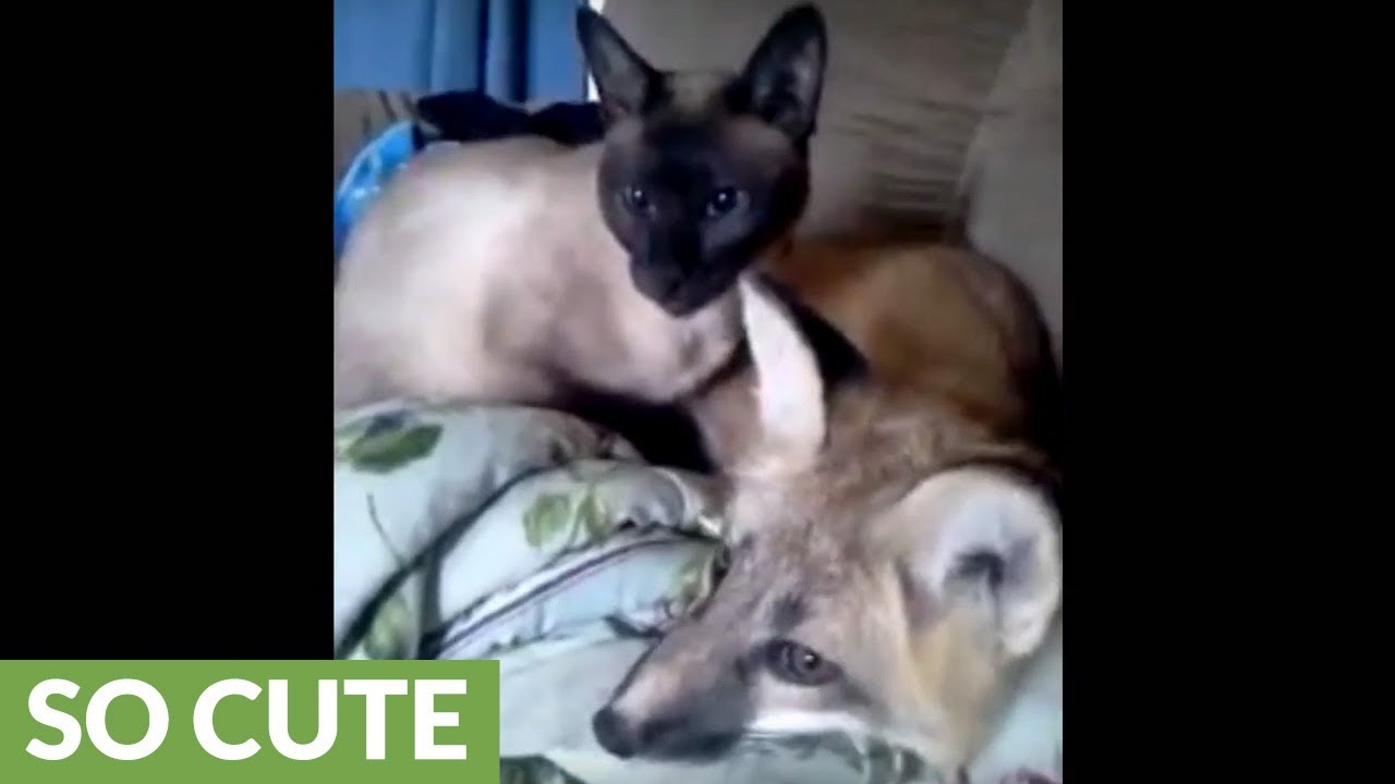 Siamese cat and red fox share rare animal friendship - YouTube