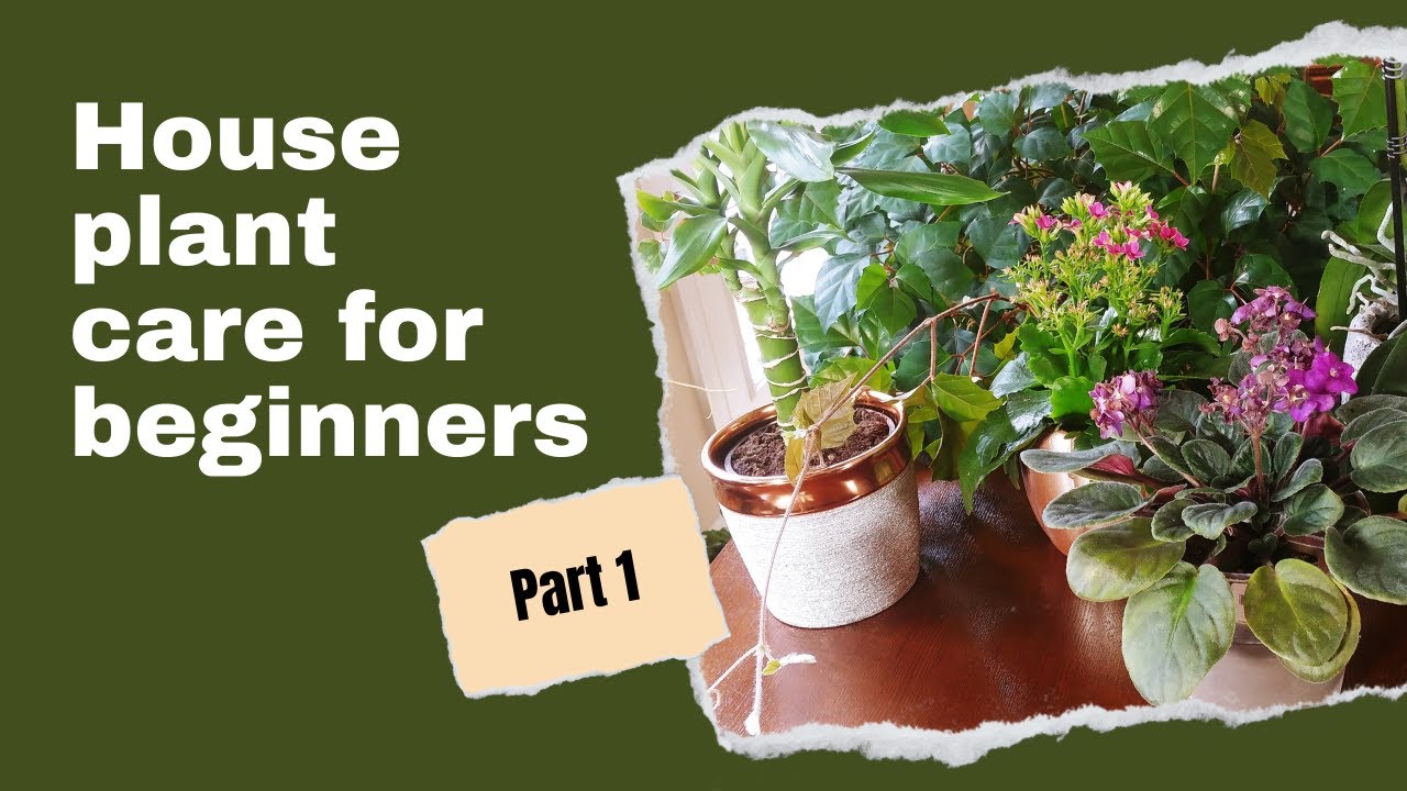 How to take care of indoor plants | House plants 101 for beginners ...