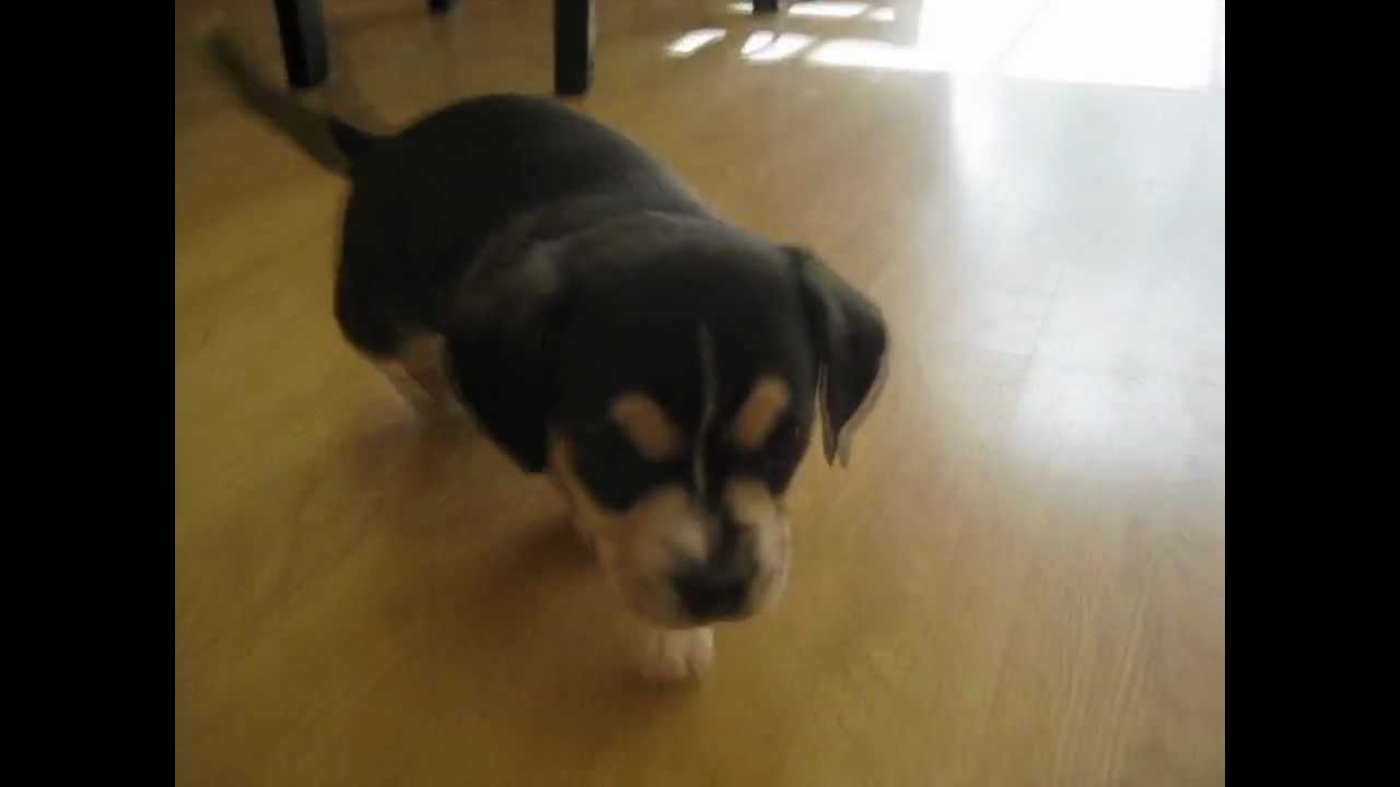 Puppy Learning to Walk - Puppy Love 5k - YouTube