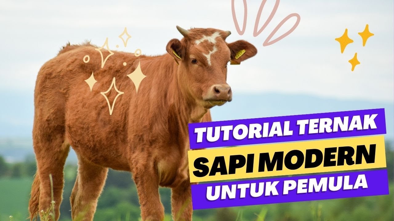 Cara Ternak Sapi Modern Agar Tidak Bau Tanpa Ngarit [Untuk Pemula ...