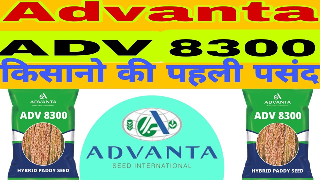 Advanta Adv 8300 paddy seeds/adv 8300dhan/8300 धान/2024 न्यू हाइब्रिड ...
