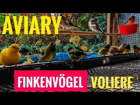 Schwarzbrustzeisig, Gelbbauchzeisig, Feuerzeisig, Stieglitz, FifeKanarien \