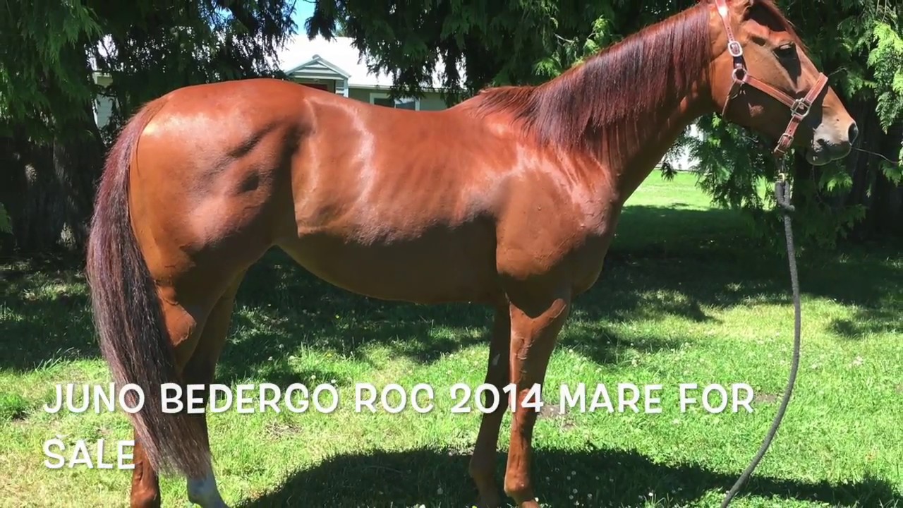 Juno Bedergyo Roc 'Junebug' - YouTube