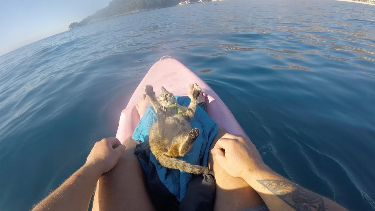 Kittens first kayaking lesson - Baby Nala ️ - YouTube