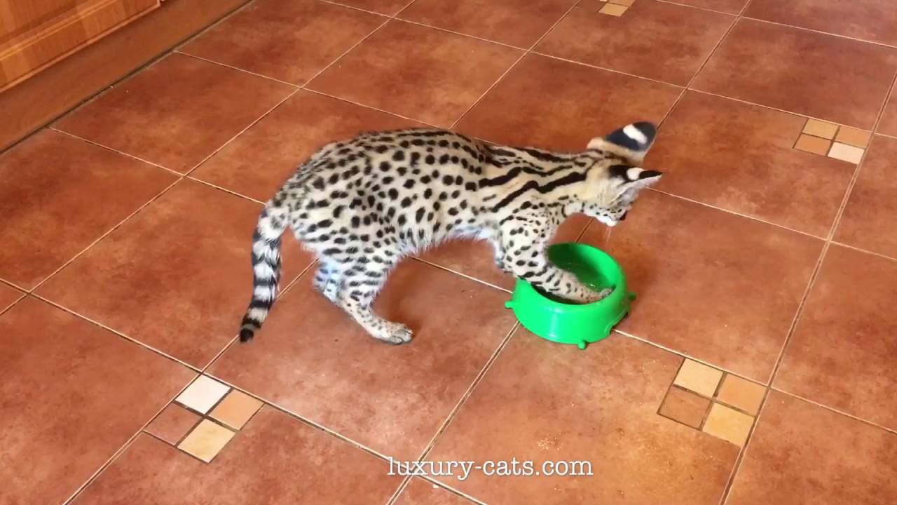 Baby serval playing - YouTube