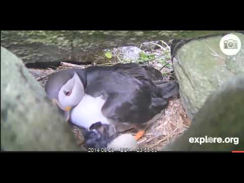Puffling (puffin chick) hatching - Audubon Society - YouTube