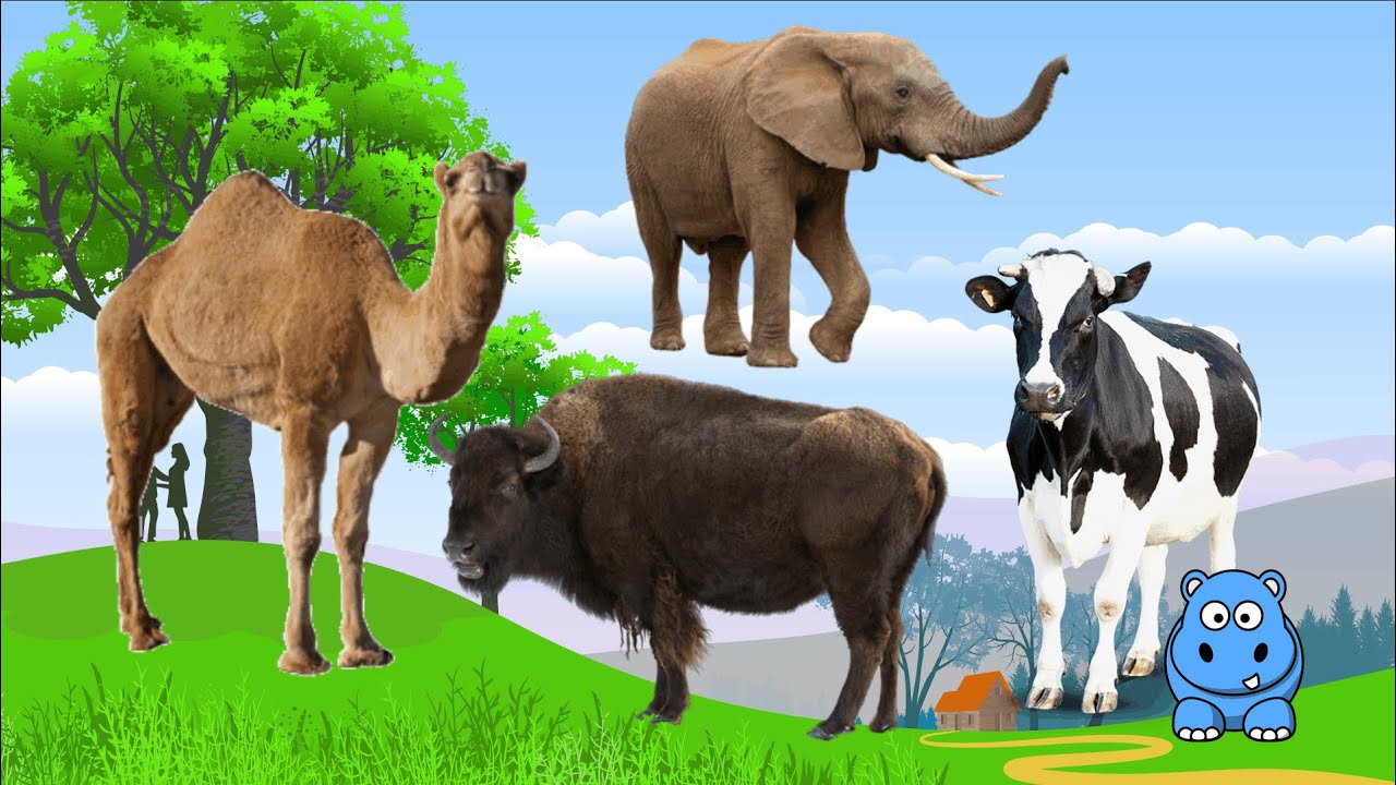 mammals in the world cow, sheep elephant, buffalo - YouTube