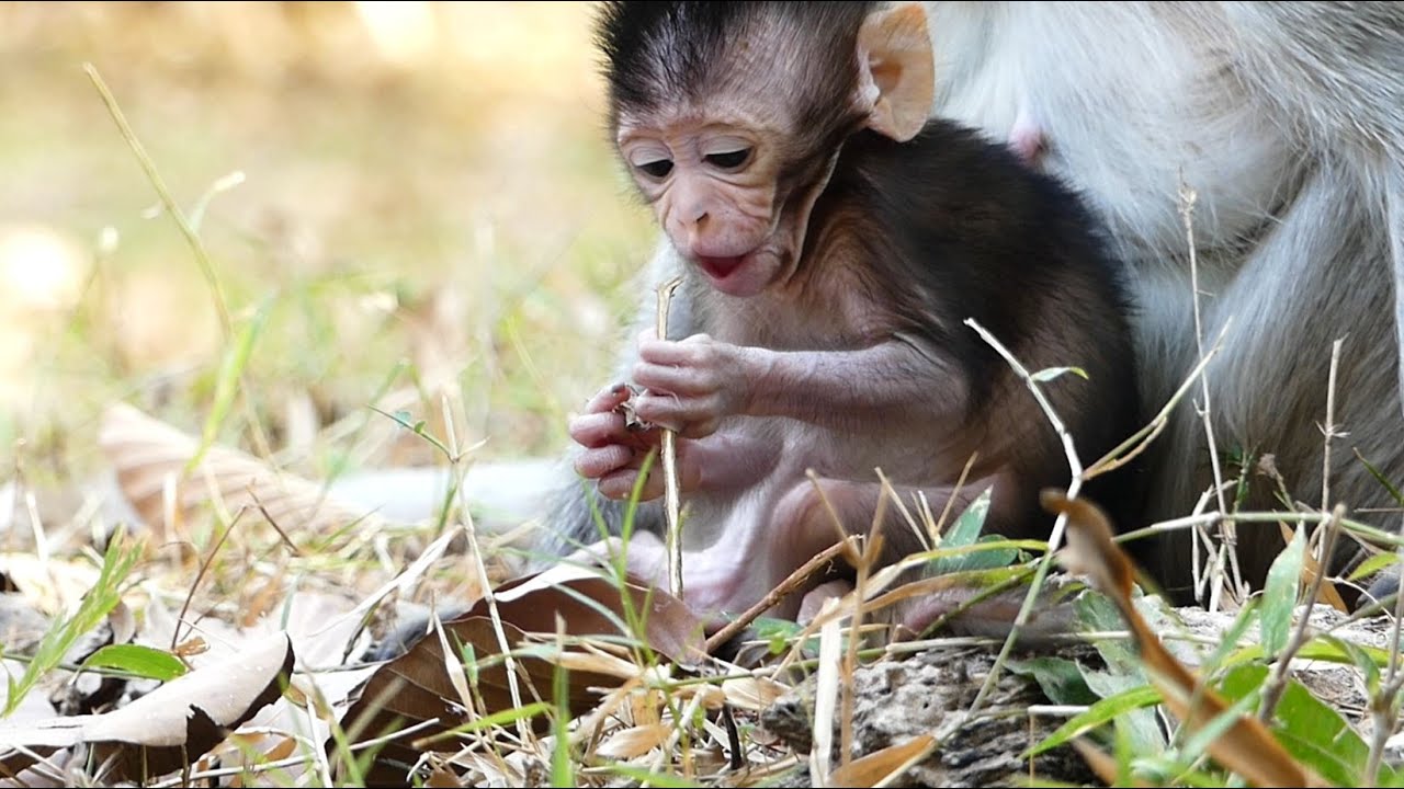 Little Monkey Ellis Is Plant Grow Up Under Raining Drop Day By Day ...