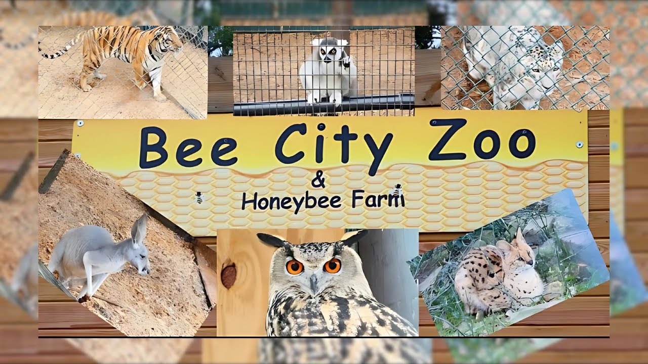 Bee City Zoo: Interactive Wildlife Experiences in Cottageville, SC - YouTube