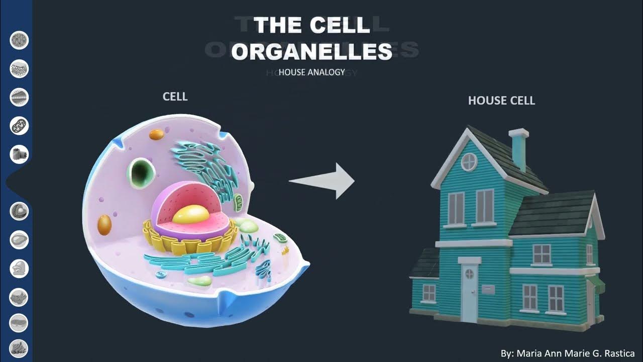The Cell Organelles House Analogy - YouTube