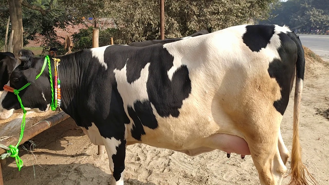 Cow selling contact no 7037310973 - YouTube
