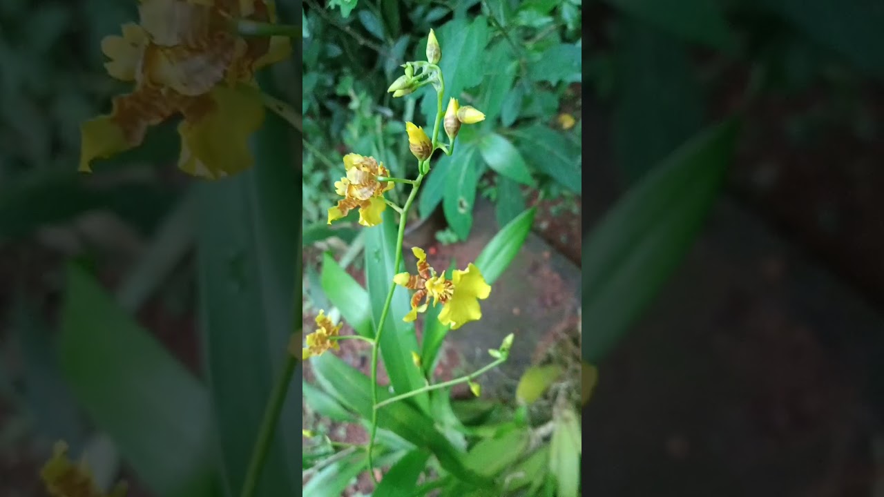 dancing Lady Flower - YouTube