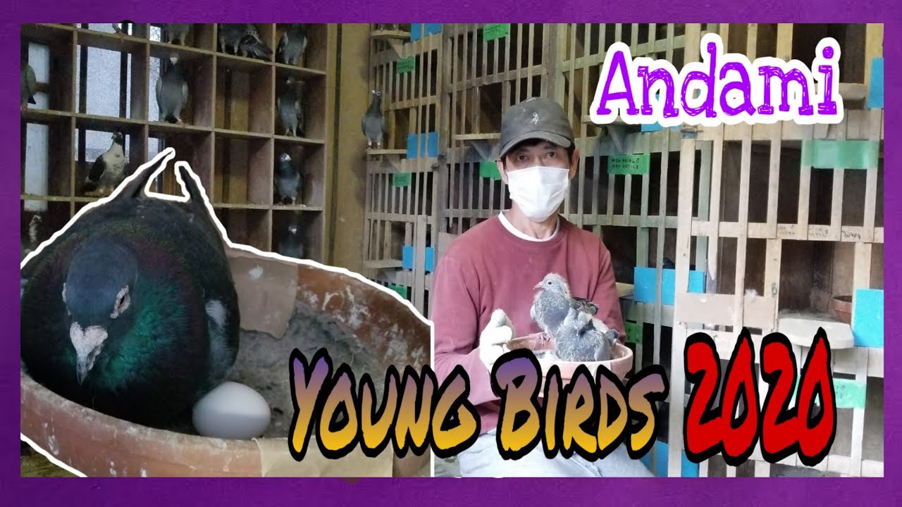 Young Birds 2020 Japan / Racing Pigeon / inakay - YouTube