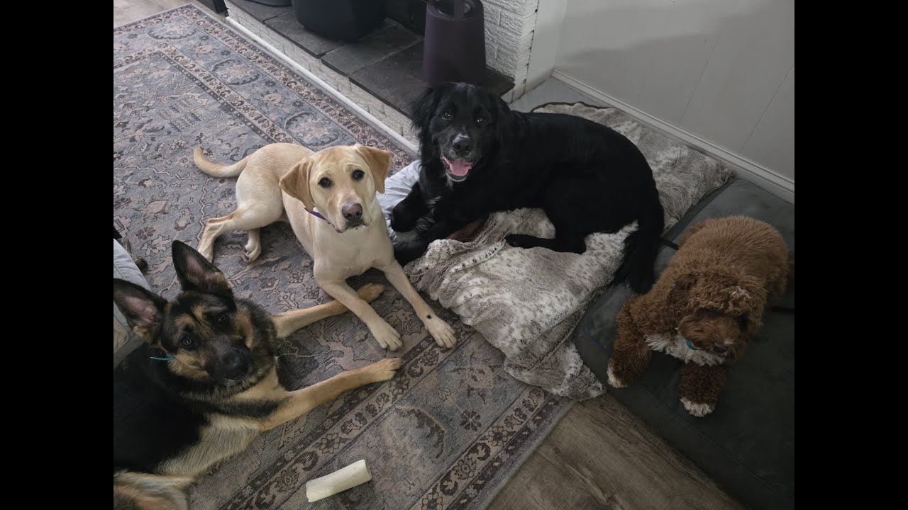 Boston Dog Trainers | Millie, Yellow Labrador's One Week Obedience ...