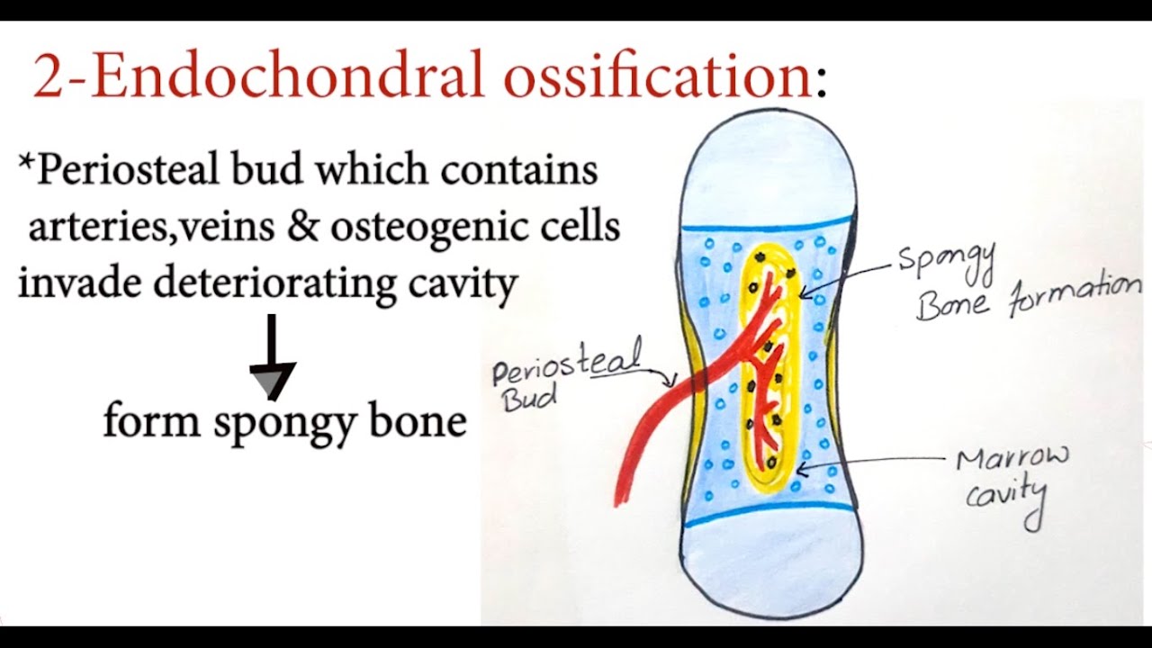 Bone Development | Ossification | Osteogenesis | Bone Forming Cells ...