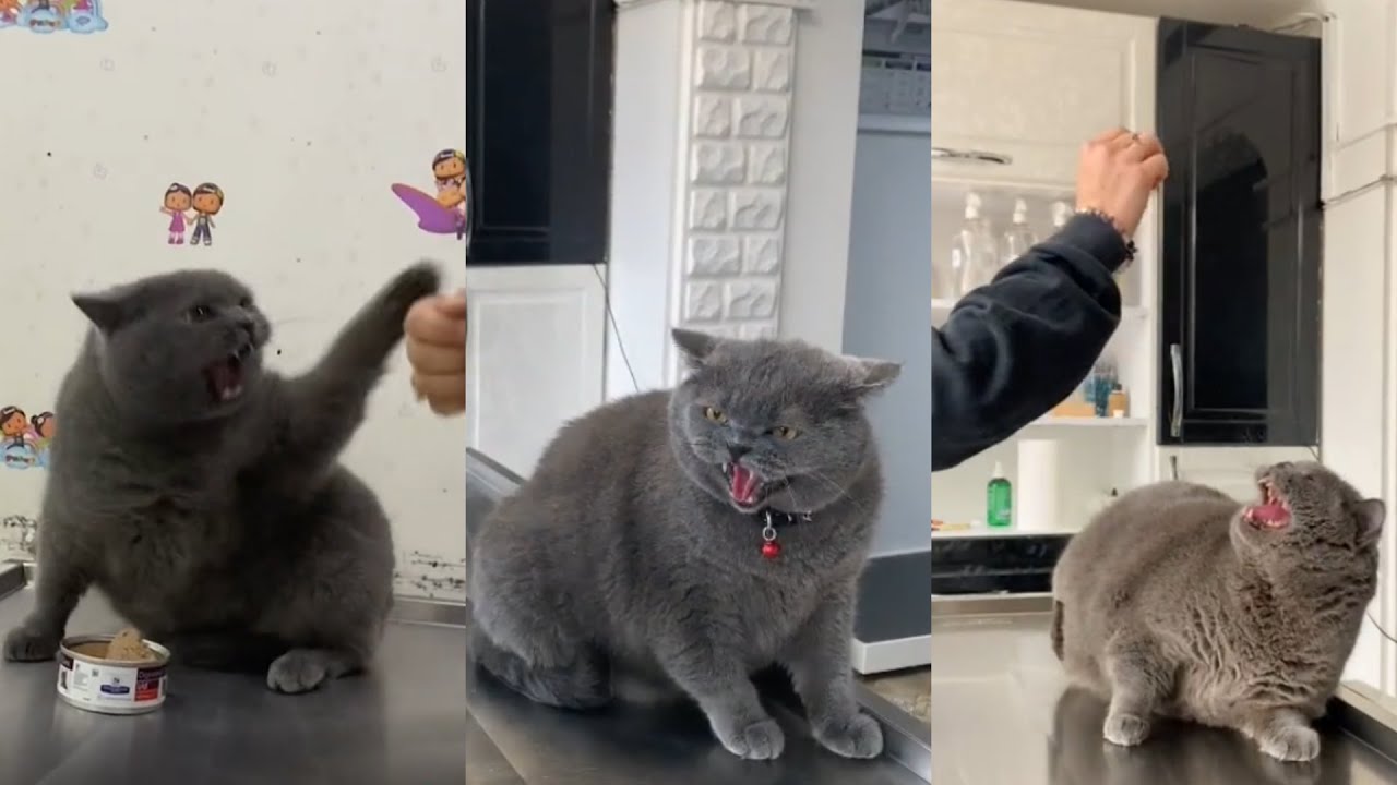 Fighter Cat Vs Vet - Funny Cat Compilation - YouTube