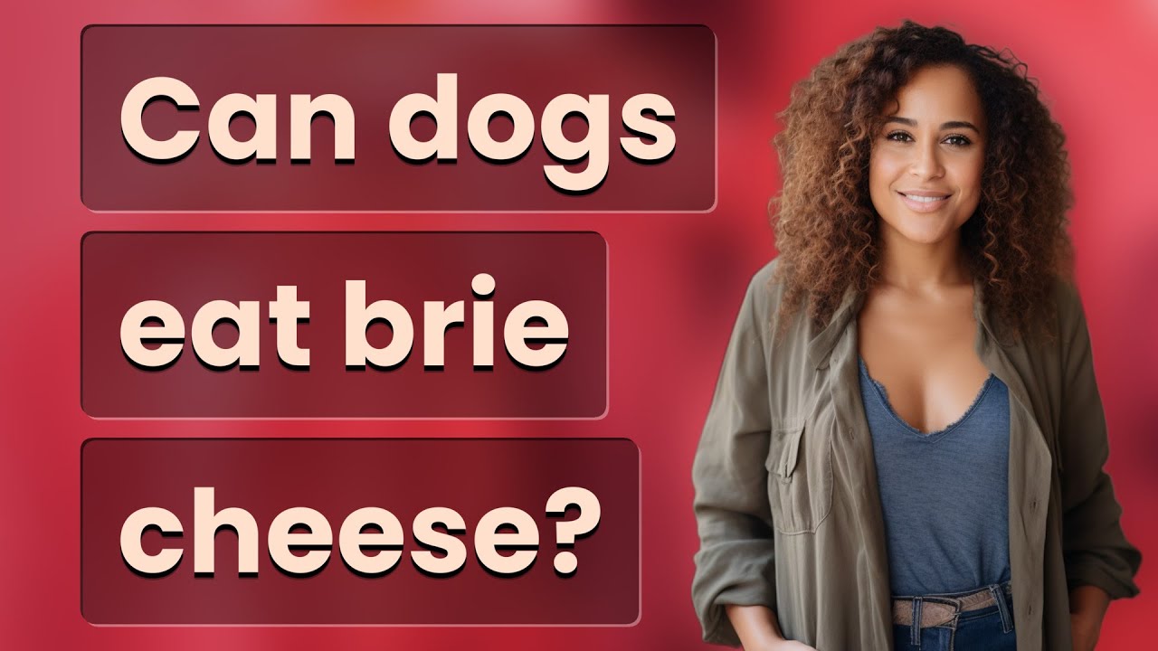 Can dogs eat brie cheese? - YouTube