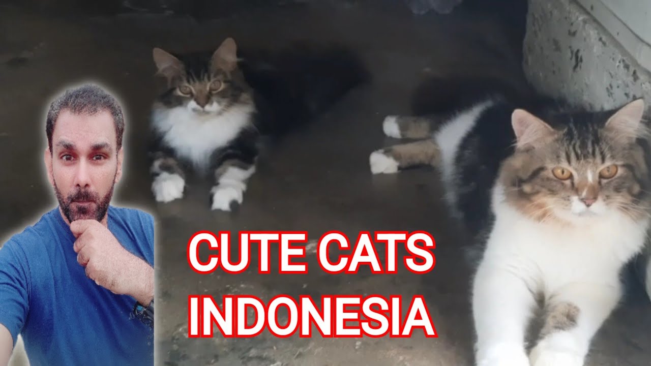 SUPER FUNNY & CUTEST CATS | KUCING SUPER LUCU & LUCU - YouTube