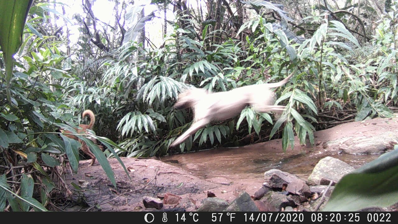 Camera Trap Footage - Domestic Dogs - YouTube