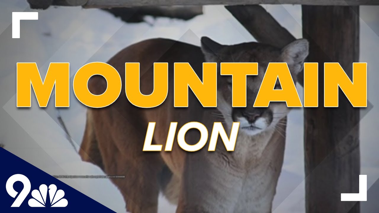 Learning about the elusive mountain lion - YouTube