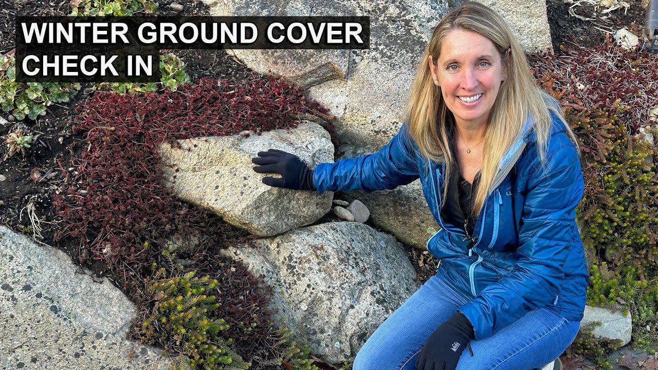 Our Favorite Ground Covers in Winter | A Seasonal Update - YouTube