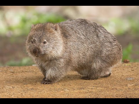 Furry Wombats Rolling Over - YouTube