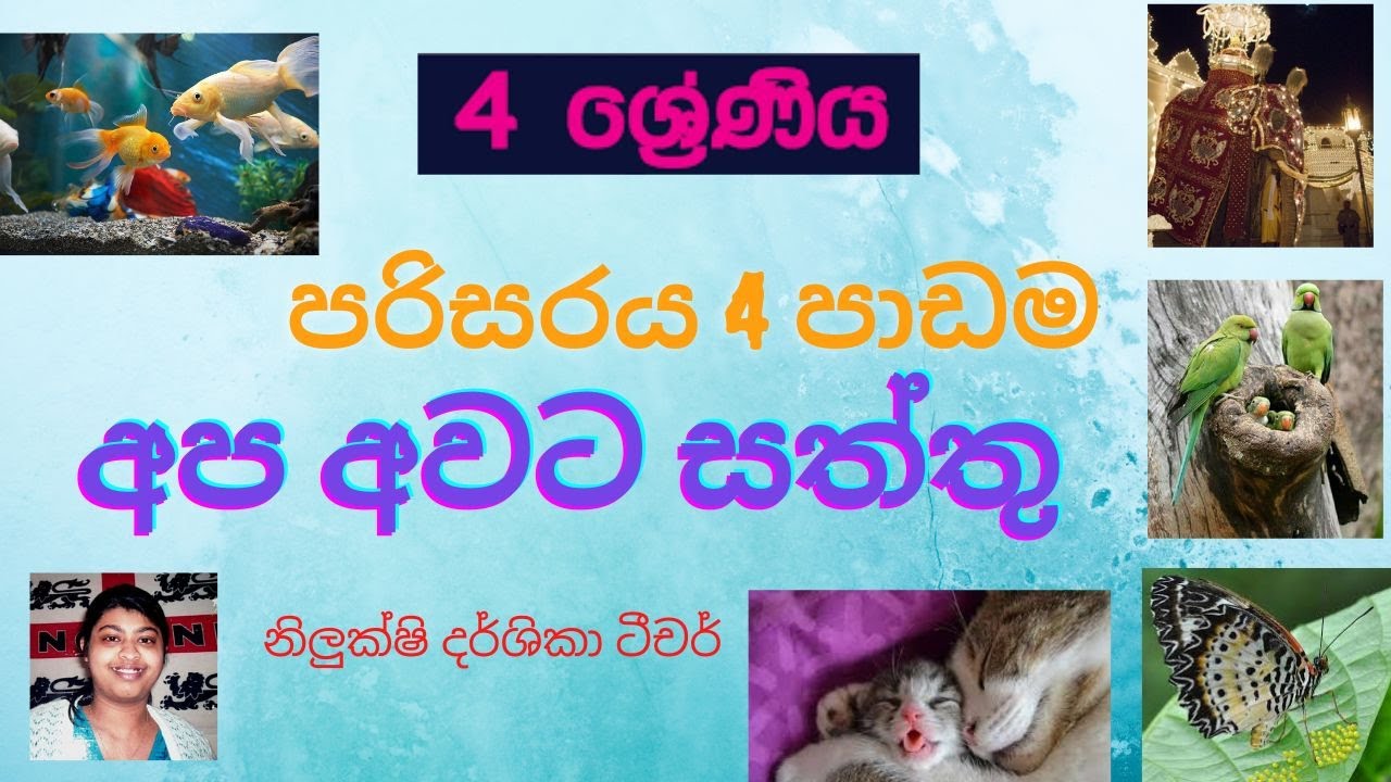 GRADE 04 | APA AWATA SATHTHU | 4 වසර පරිසරය අප අවට සතුන් - YouTube
