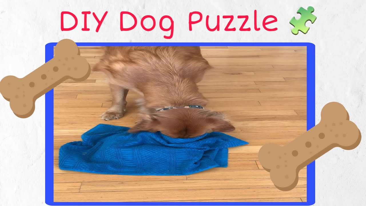 How To Make Puzzle For Dogs At Home(DIY Dog Puzzle)! - YouTube