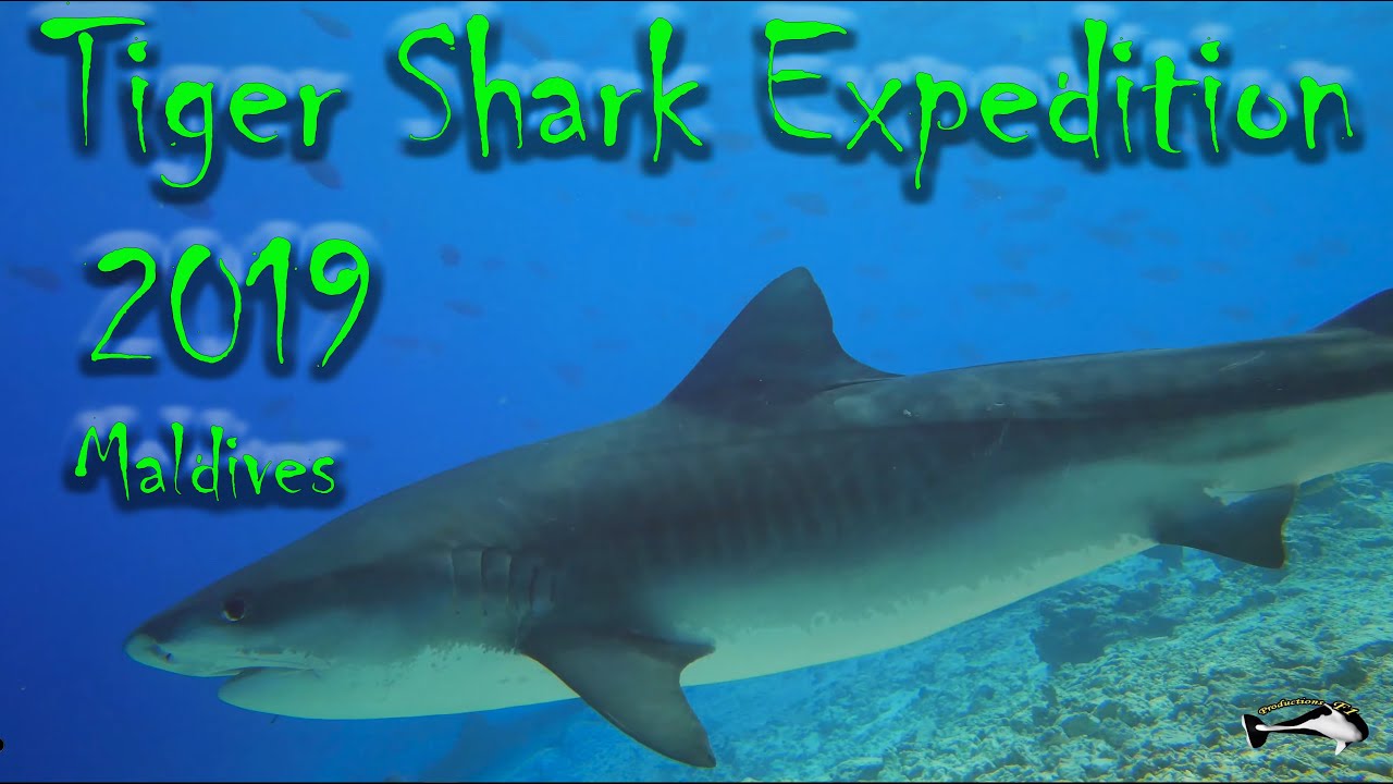 Maldive 2019 Tiger Shark Expedition - Gan and Fuvahmulah Atolls ...