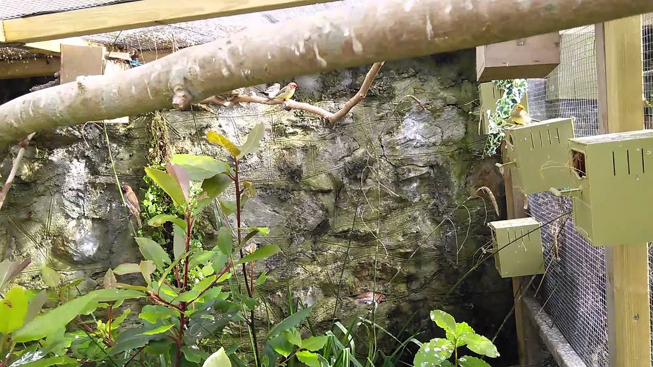 Finch Aviary Devon England - YouTube