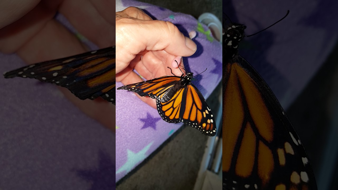 Feeding disabled butterfly(1) - YouTube