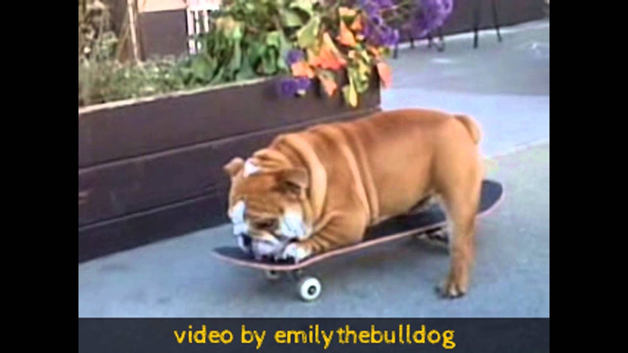 Bulldogs love Skateboards! Bulldogs are the best Skateboarding Dogs ...