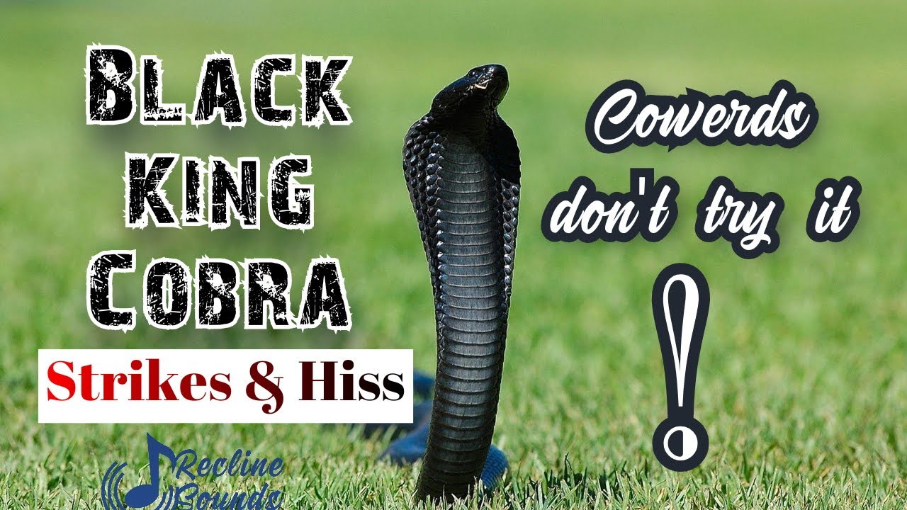 BLACK COBRA SCARY SOUNDS ASMR | KING COBRA SOUND | SNAKE SOUND - YouTube