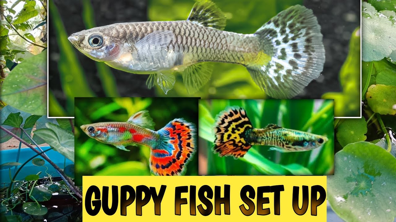 How to Set Up the Perfect Guppy Tank Full Guide | Guppy Fish Ka Set up ...