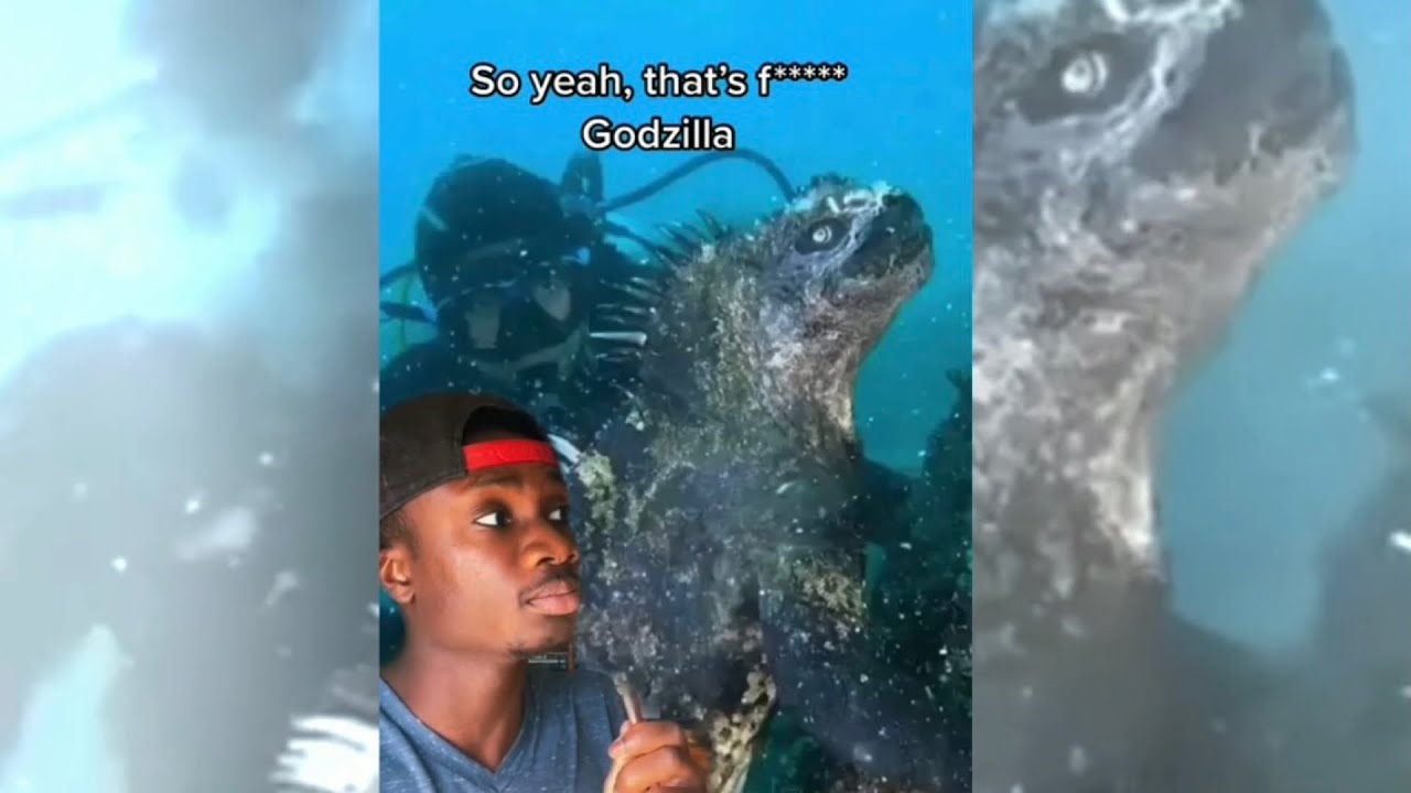 Meet the Real Life Godzilla - YouTube