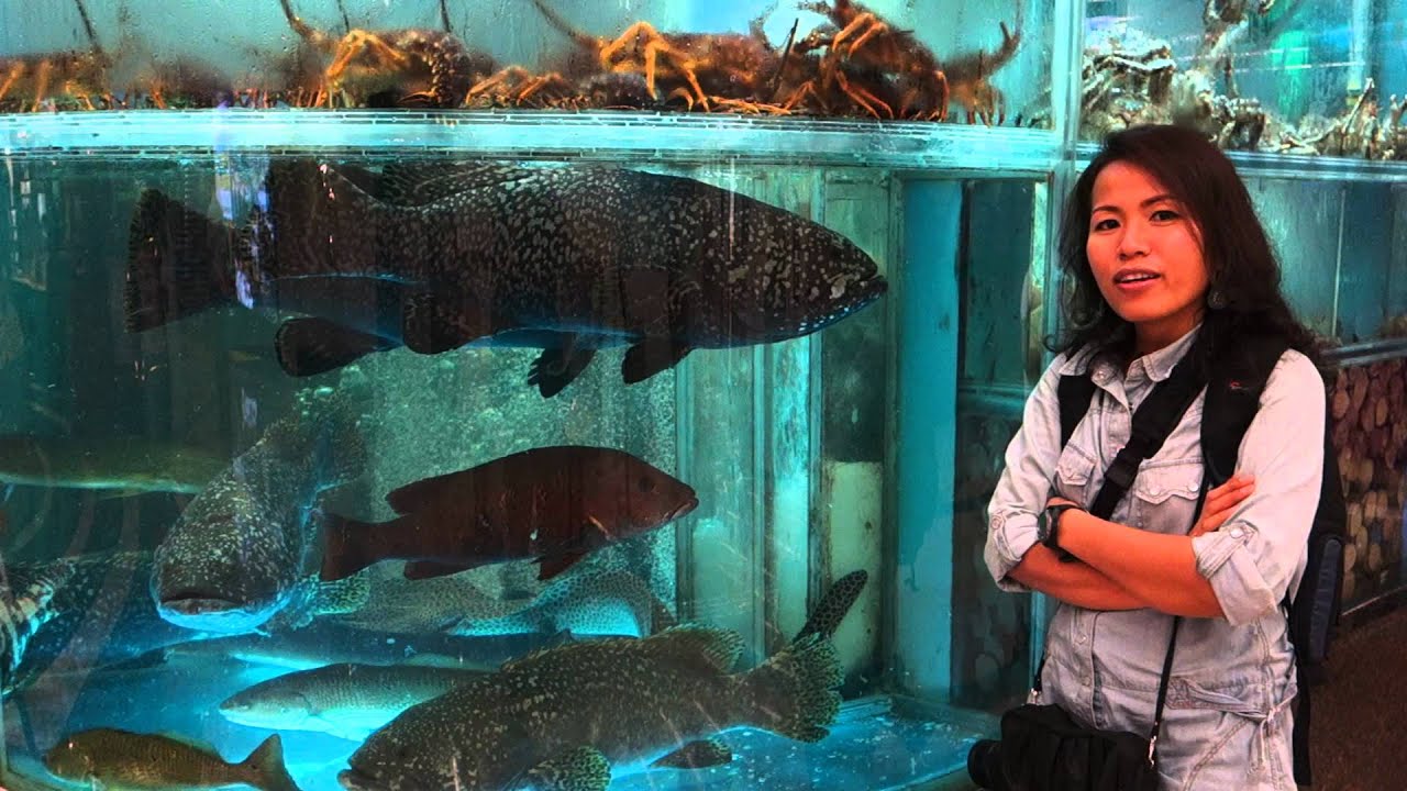Giant fish in a restaurant fish tank in Tsuen Wan, Hong Kong - YouTube