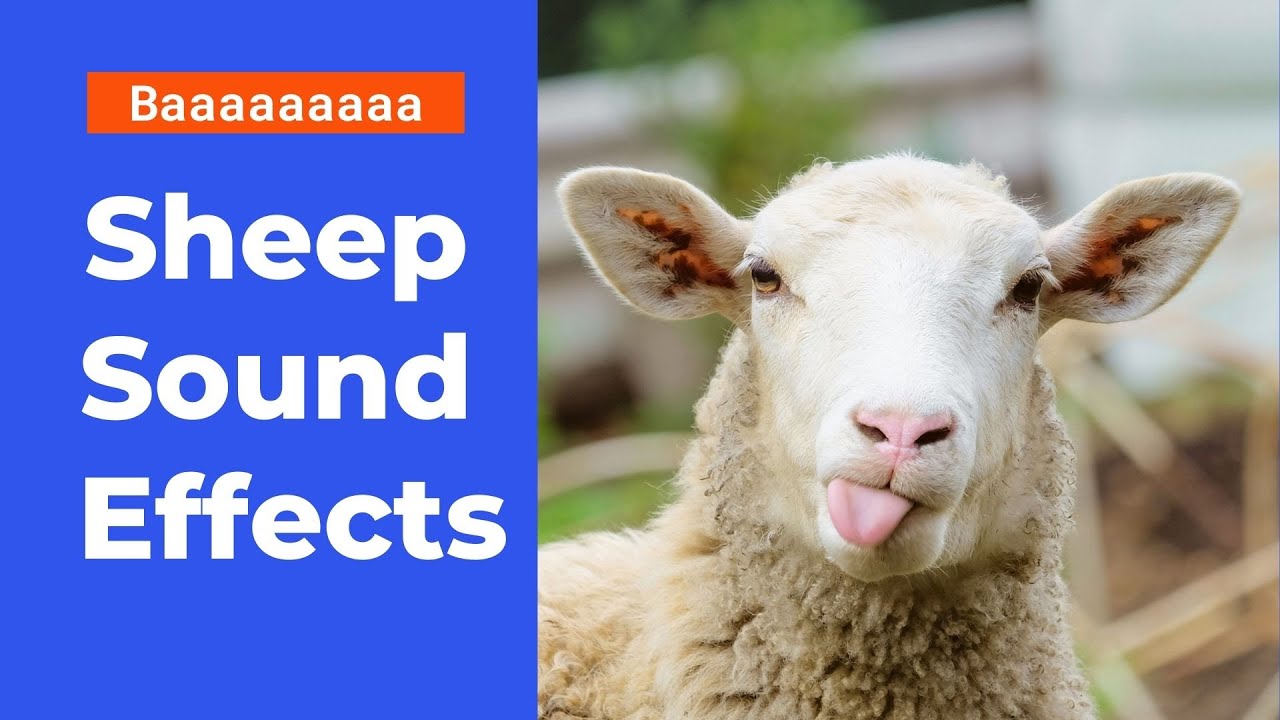 Sheep Sound Effect - Sheep Bleating Sound Effects - YouTube