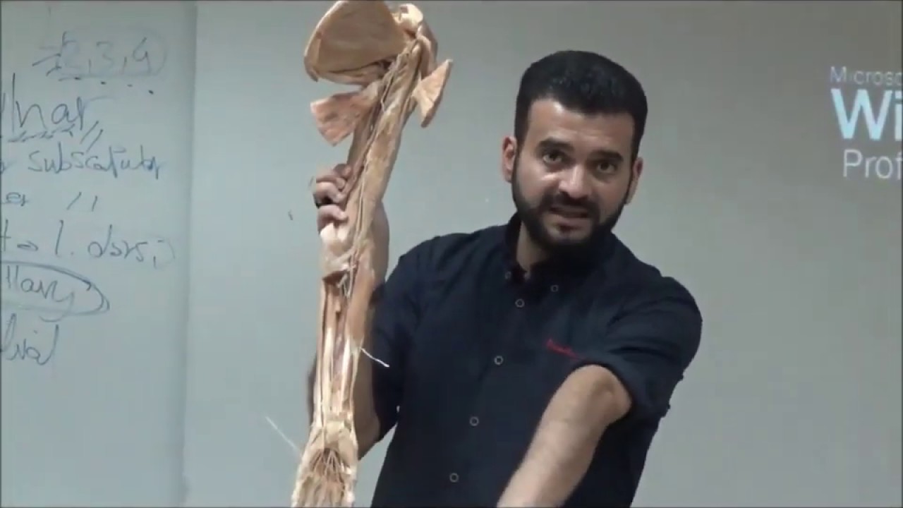 DR. MOHAMED RAMADAN-PERIPHERAL NERVOUS SYSTEM PRACTICAL-ANATOMY - YouTube