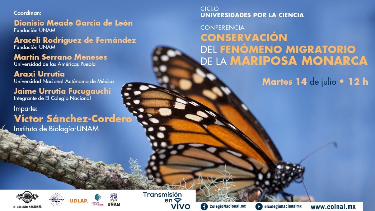 Cronología Del Ciclo De Vida De La Mariposa Monarca Homero Gómez, El