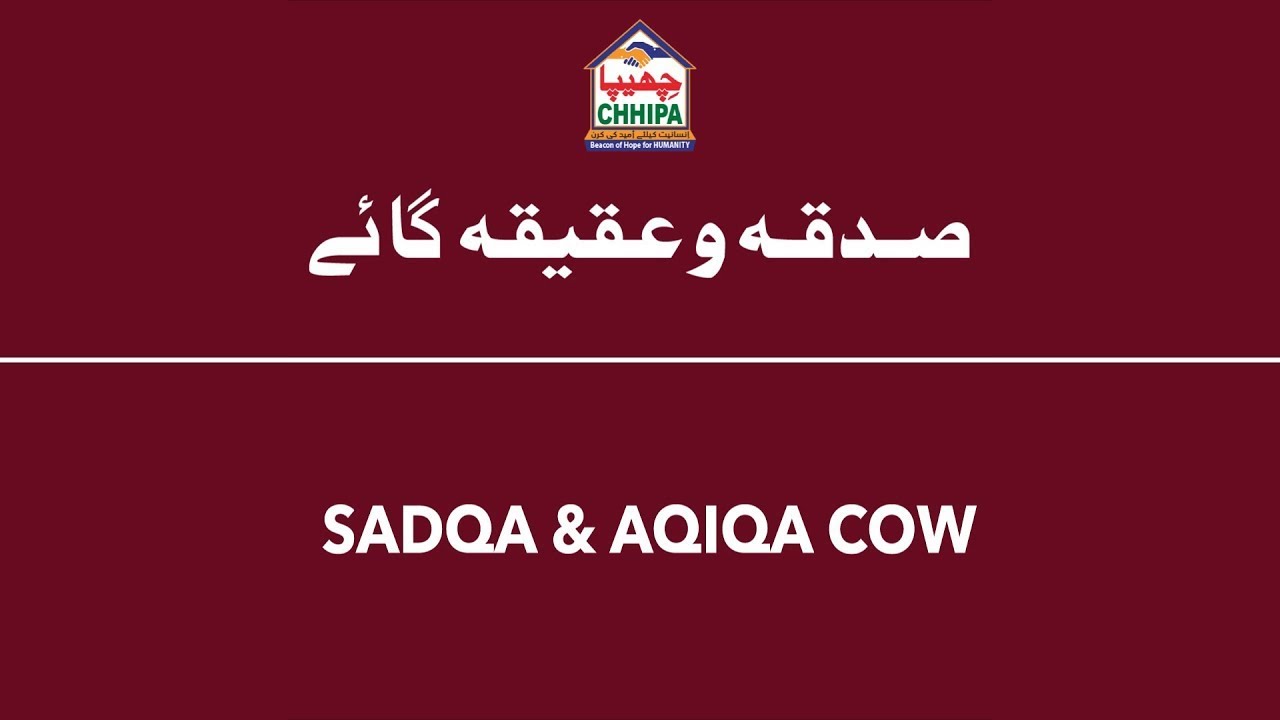 SADQA wa AQIQA COW - YouTube