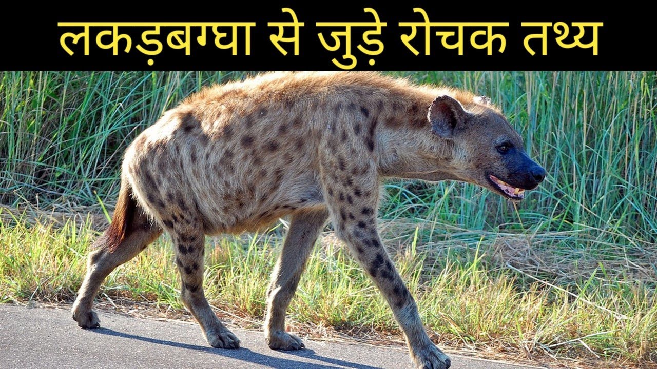 लकड़बग्घा से जुड़े रोचक तथ्य | Interesting Facts About Hyena in Hindi ...