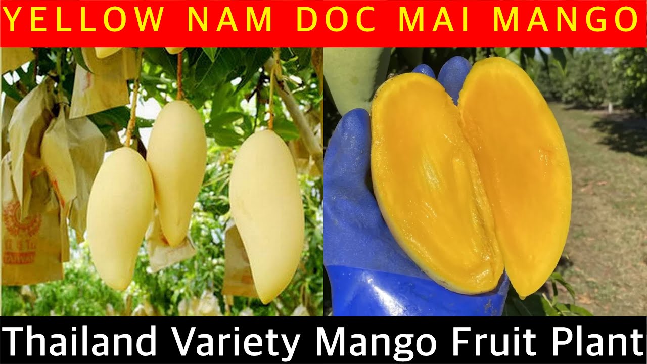Yellow Nam Doc Mai Mango | Thailand Variety Dwarf Mango Plant with ...